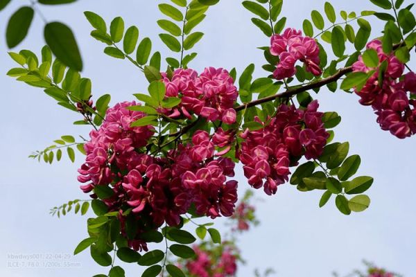 红色洋槐花有毒吗_能吃吗-第1张图片-山城妙识 红色洋槐花有毒吗_能吃吗-第1张图片-山城妙识