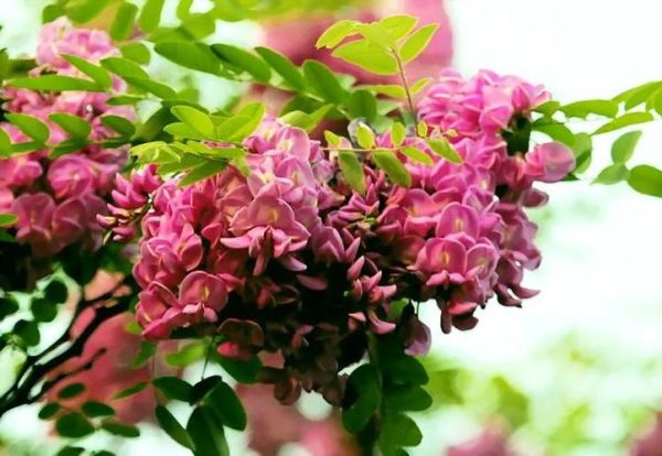 红色洋槐花有毒吗_能吃吗-第3张图片-山城妙识 红色洋槐花有毒吗_能吃吗-第3张图片-山城妙识