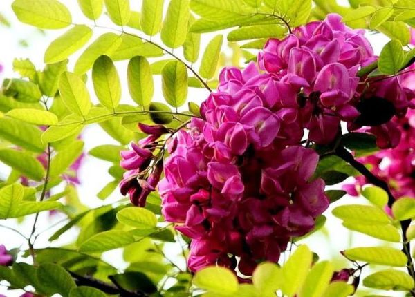 红色洋槐花有毒吗_能吃吗-第2张图片-山城妙识 红色洋槐花有毒吗_能吃吗-第2张图片-山城妙识