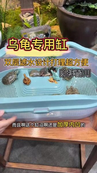 乌龟为什么总想爬出盆_乌龟爬盆怎么办-第3张图片-山城妙识 乌龟为什么总想爬出盆_乌龟爬盆怎么办-第3张图片-山城妙识
