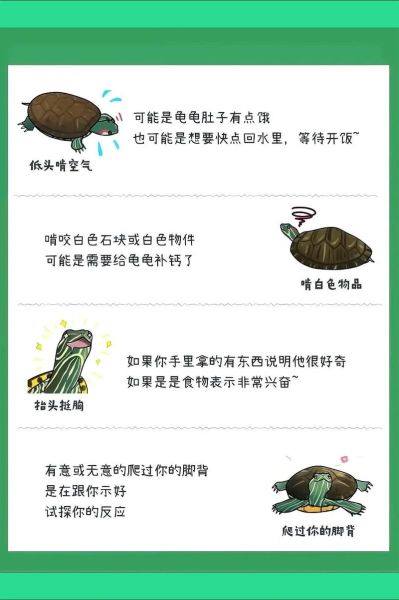 乌龟为什么总想爬出盆_乌龟爬盆怎么办-第2张图片-山城妙识 乌龟为什么总想爬出盆_乌龟爬盆怎么办-第2张图片-山城妙识