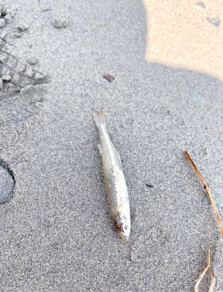 小银鱼多少钱一斤_小银鱼价格受哪些因素影响-第3张图片-山城妙识 小银鱼多少钱一斤_小银鱼价格受哪些因素影响-第3张图片-山城妙识