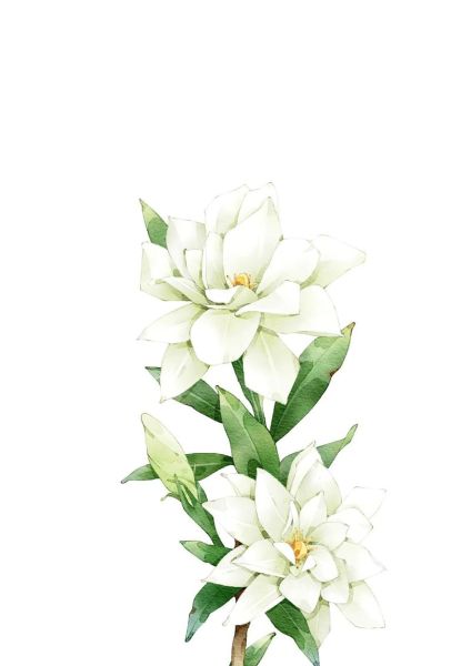 栀子花简笔画怎么画_栀子花图片简笔画步骤-第3张图片-山城妙识 栀子花简笔画怎么画_栀子花图片简笔画步骤-第3张图片-山城妙识