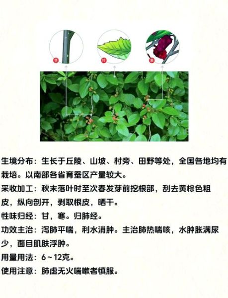 桑白皮的功效与作用_桑白皮有副作用吗-第1张图片-山城妙识 桑白皮的功效与作用_桑白皮有副作用吗-第1张图片-山城妙识