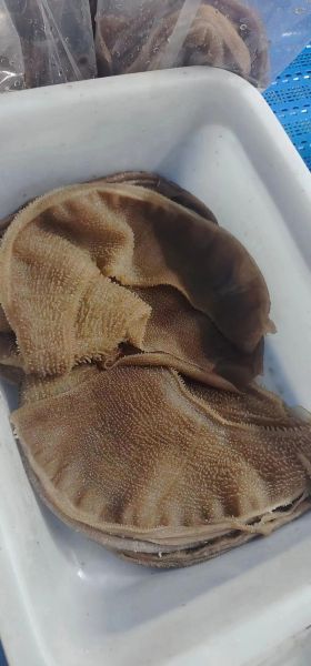 毛肚是哪个部位_毛肚是什么动物身上的-第2张图片-山城妙识