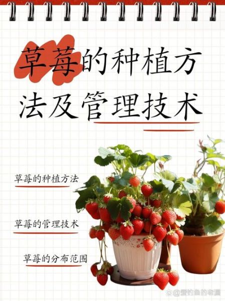 草莓怎么种植_草莓日常管理技巧-第2张图片-山城妙识