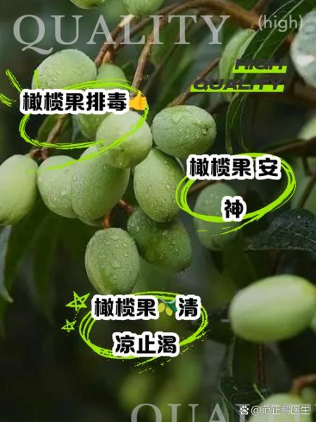 橄榄的功效与作用_橄榄果能多吃吗-第1张图片-山城妙识