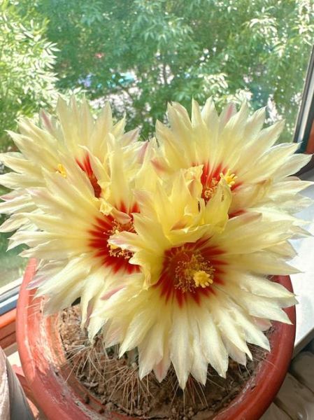 仙人掌开花是什么兆头_仙人掌开花寓意-第1张图片-山城妙识 仙人掌开花是什么兆头_仙人掌开花寓意-第1张图片-山城妙识