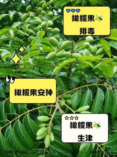 橄榄的功效与作用_橄榄果能多吃吗-第2张图片-山城妙识