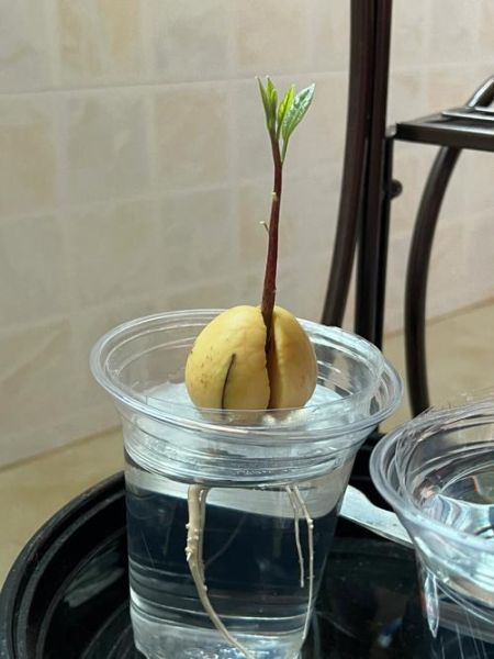 牛油果的核能生吃吗_牛油果的核怎么吃才安全-第2张图片-山城妙识 牛油果的核能生吃吗_牛油果的核怎么吃才安全-第2张图片-山城妙识