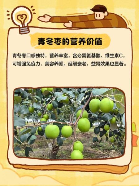 青枣和冬枣有什么区别_哪个更好吃-第1张图片-山城妙识