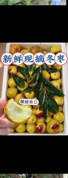 青枣和冬枣有什么区别_哪个更好吃-第2张图片-山城妙识