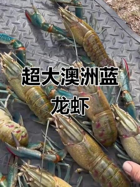 淡水澳洲蓝龙虾养殖技术_如何高效养殖澳洲蓝龙虾-第3张图片-山城妙识 淡水澳洲蓝龙虾养殖技术_如何高效养殖澳洲蓝龙虾-第3张图片-山城妙识