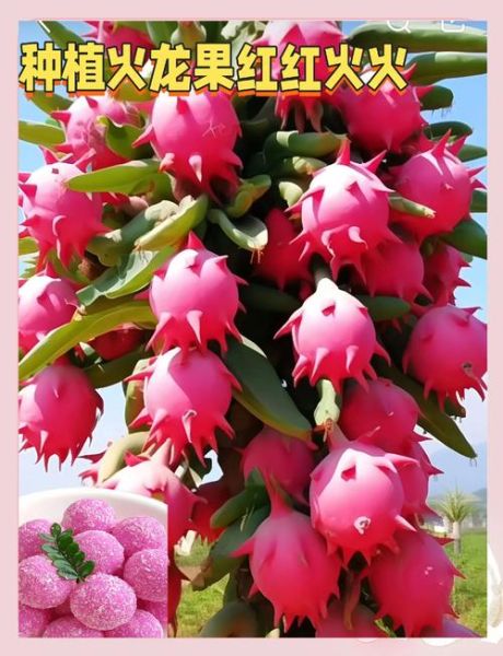 火龙果怎么吃_火龙果怎么吃才好吃-第3张图片-山城妙识 火龙果怎么吃_火龙果怎么吃才好吃-第3张图片-山城妙识