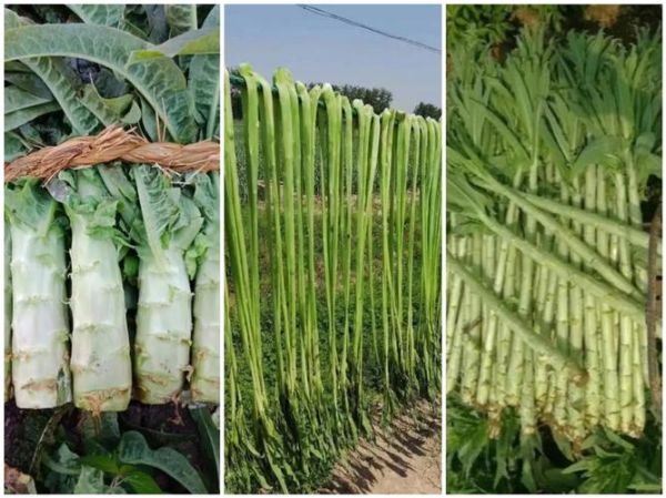 贡菜图片大全_贡菜和莴笋干的区别-第2张图片-山城妙识 贡菜图片大全_贡菜和莴笋干的区别-第2张图片-山城妙识