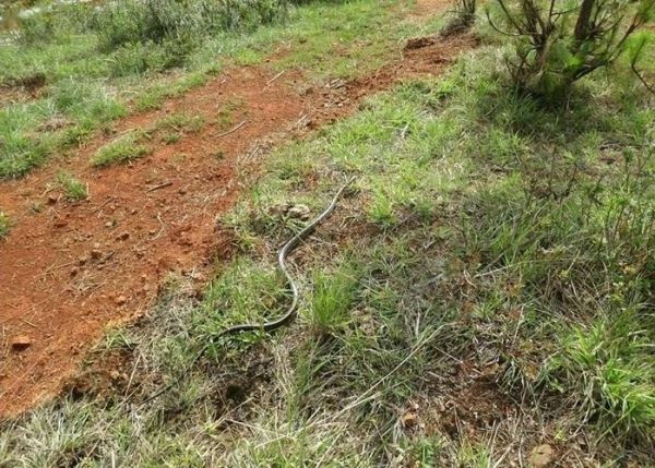 菜花蛇为什么能杀眼镜王蛇_菜花蛇吃眼镜王蛇视频真相-第3张图片-山城妙识