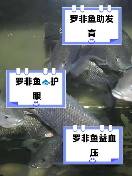 吃罗非鱼的好处与坏处_罗非鱼安全吗-第1张图片-山城妙识 吃罗非鱼的好处与坏处_罗非鱼安全吗-第1张图片-山城妙识