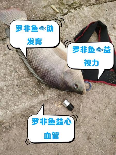 吃罗非鱼的好处与坏处_罗非鱼安全吗-第2张图片-山城妙识 吃罗非鱼的好处与坏处_罗非鱼安全吗-第2张图片-山城妙识