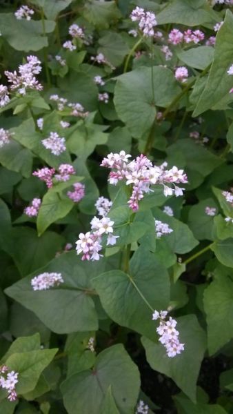 荞麦长什么样子_荞麦植物外形特征-第1张图片-山城妙识 荞麦长什么样子_荞麦植物外形特征-第1张图片-山城妙识