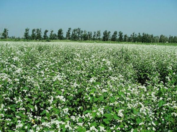 荞麦长什么样子_荞麦植物外形特征-第2张图片-山城妙识 荞麦长什么样子_荞麦植物外形特征-第2张图片-山城妙识