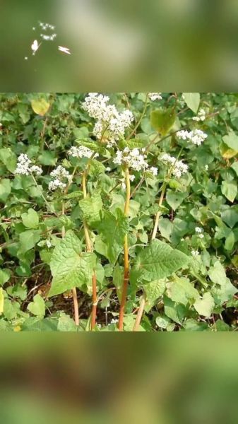 荞麦长什么样子_荞麦植物外形特征-第3张图片-山城妙识 荞麦长什么样子_荞麦植物外形特征-第3张图片-山城妙识