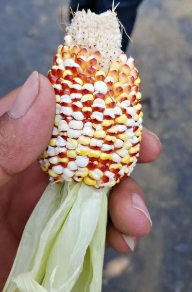 芝麻女孩和玉米男孩是什么故事_背后寓意解析-第2张图片-山城妙识 芝麻女孩和玉米男孩是什么故事_背后寓意解析-第2张图片-山城妙识