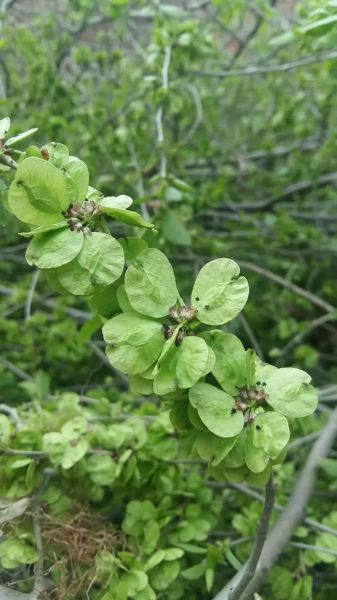 榆树钱图片_榆树钱长什么样-第1张图片-山城妙识 榆树钱图片_榆树钱长什么样-第1张图片-山城妙识