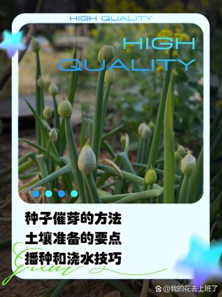 大葱怎么种_大葱种植方法步骤-第1张图片-山城妙识 大葱怎么种_大葱种植方法步骤-第1张图片-山城妙识