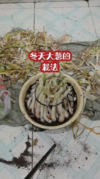 大葱怎么种_大葱种植方法步骤-第3张图片-山城妙识 大葱怎么种_大葱种植方法步骤-第3张图片-山城妙识