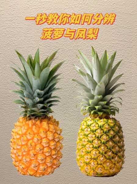 菠萝和凤梨是同一种水果吗_区别在哪里-第3张图片-山城妙识 菠萝和凤梨是同一种水果吗_区别在哪里-第3张图片-山城妙识