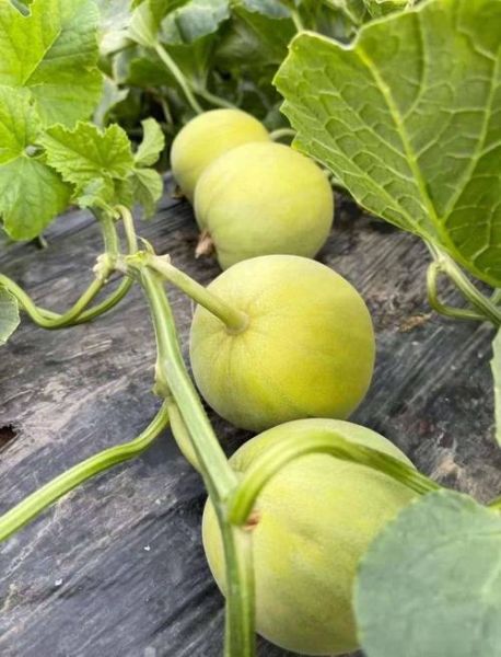 香瓜什么时候种最合适_香瓜种植方法全过程-第3张图片-山城妙识 香瓜什么时候种最合适_香瓜种植方法全过程-第3张图片-山城妙识