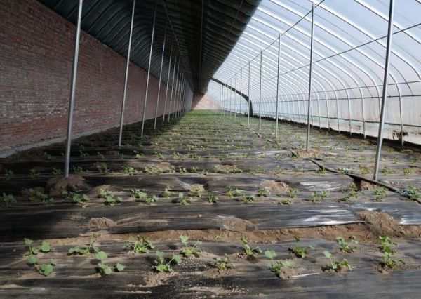 香瓜什么时候种最合适_香瓜种植方法全过程-第1张图片-山城妙识 香瓜什么时候种最合适_香瓜种植方法全过程-第1张图片-山城妙识