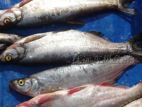 岛子鱼图片高清_岛子鱼长什么样-第1张图片-山城妙识 岛子鱼图片高清_岛子鱼长什么样-第1张图片-山城妙识