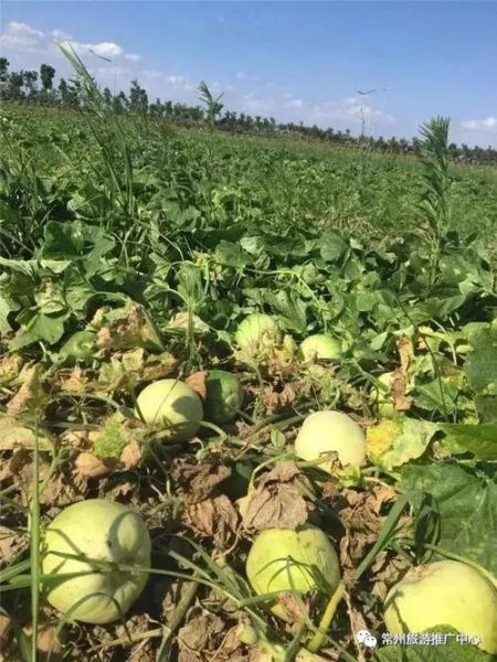 香瓜什么时候种最合适_香瓜种植方法全过程-第2张图片-山城妙识 香瓜什么时候种最合适_香瓜种植方法全过程-第2张图片-山城妙识