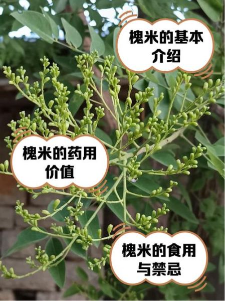 槐米能降血压吗_槐米泡水喝的正确方法-第2张图片-山城妙识 槐米能降血压吗_槐米泡水喝的正确方法-第2张图片-山城妙识