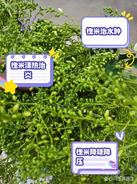 槐米能降血压吗_槐米泡水喝的正确方法-第3张图片-山城妙识 槐米能降血压吗_槐米泡水喝的正确方法-第3张图片-山城妙识