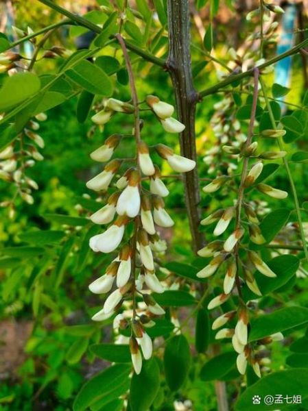 紫槐花怎么吃_紫槐花的功效与作用禁忌-第2张图片-山城妙识 紫槐花怎么吃_紫槐花的功效与作用禁忌-第2张图片-山城妙识