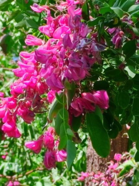 紫槐花怎么吃_紫槐花的功效与作用禁忌-第3张图片-山城妙识 紫槐花怎么吃_紫槐花的功效与作用禁忌-第3张图片-山城妙识