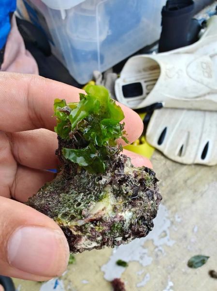 石莼图片怎么拍_石莼和海带区别-第1张图片-山城妙识 石莼图片怎么拍_石莼和海带区别-第1张图片-山城妙识