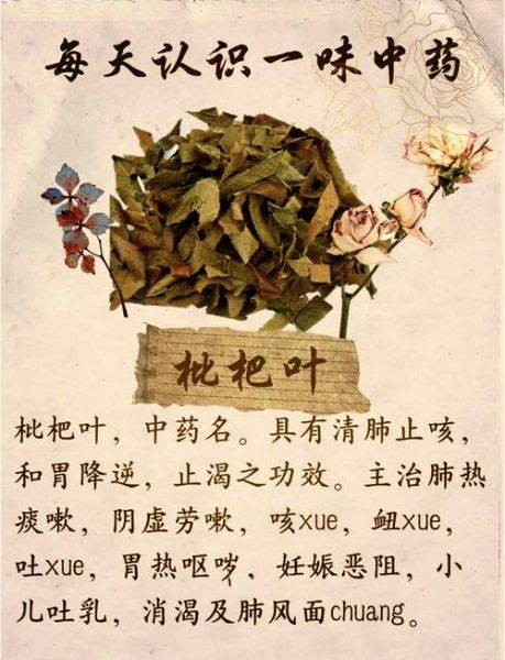 枇杷叶图片长什么样_枇杷叶的功效与作用-第1张图片-山城妙识 枇杷叶图片长什么样_枇杷叶的功效与作用-第1张图片-山城妙识