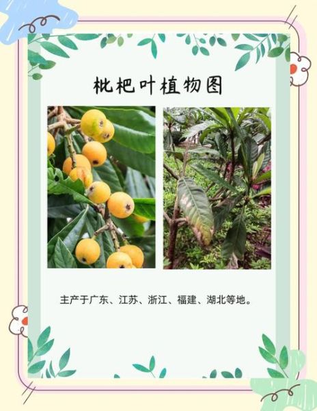 枇杷叶图片长什么样_枇杷叶的功效与作用-第3张图片-山城妙识 枇杷叶图片长什么样_枇杷叶的功效与作用-第3张图片-山城妙识