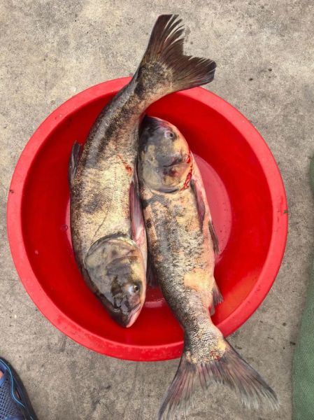 大头鱼养殖技术_每亩放养多少尾合适-第3张图片-山城妙识 大头鱼养殖技术_每亩放养多少尾合适-第3张图片-山城妙识