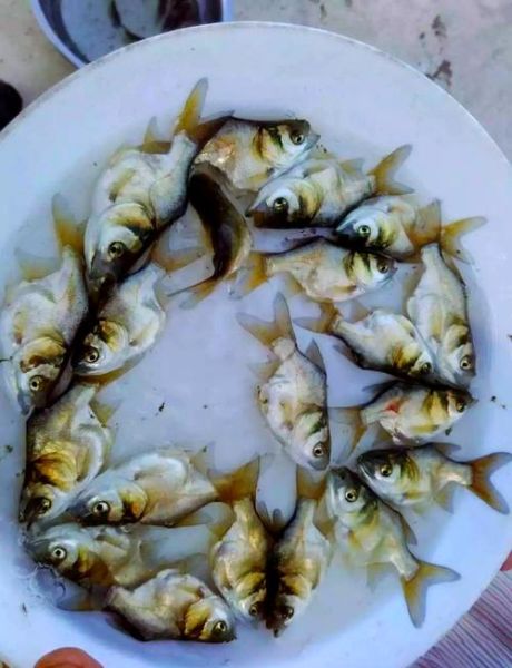 大头鱼养殖技术_每亩放养多少尾合适-第2张图片-山城妙识 大头鱼养殖技术_每亩放养多少尾合适-第2张图片-山城妙识