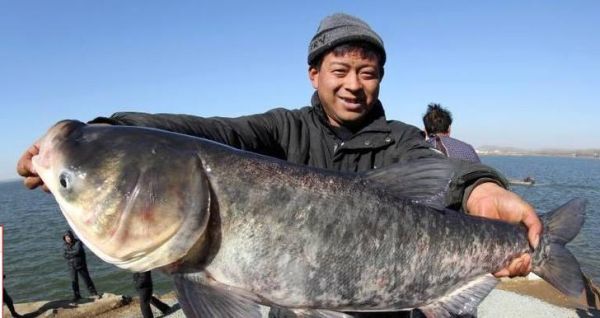 大头鱼养殖技术_每亩放养多少尾合适-第1张图片-山城妙识 大头鱼养殖技术_每亩放养多少尾合适-第1张图片-山城妙识