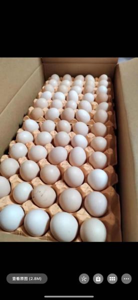 笨鸡蛋多少钱一斤_笨鸡蛋价格为什么贵-第1张图片-山城妙识 笨鸡蛋多少钱一斤_笨鸡蛋价格为什么贵-第1张图片-山城妙识