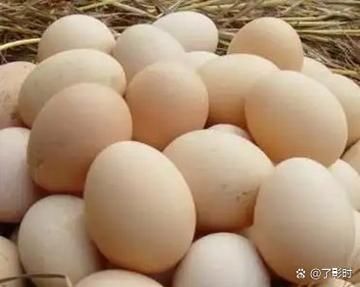 笨鸡蛋多少钱一斤_笨鸡蛋价格为什么贵-第3张图片-山城妙识 笨鸡蛋多少钱一斤_笨鸡蛋价格为什么贵-第3张图片-山城妙识