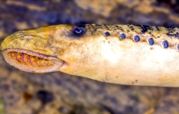 七鳃鳗恶心图片_为什么让人不适-第3张图片-山城妙识 七鳃鳗恶心图片_为什么让人不适-第3张图片-山城妙识