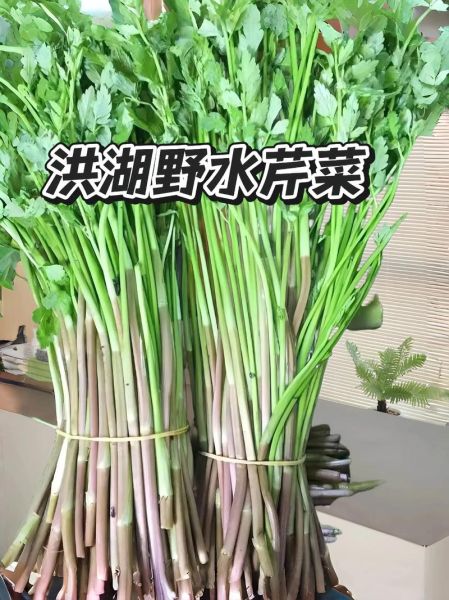 水芹菜什么时候种_水芹菜怎么种才高产-第2张图片-山城妙识 水芹菜什么时候种_水芹菜怎么种才高产-第2张图片-山城妙识