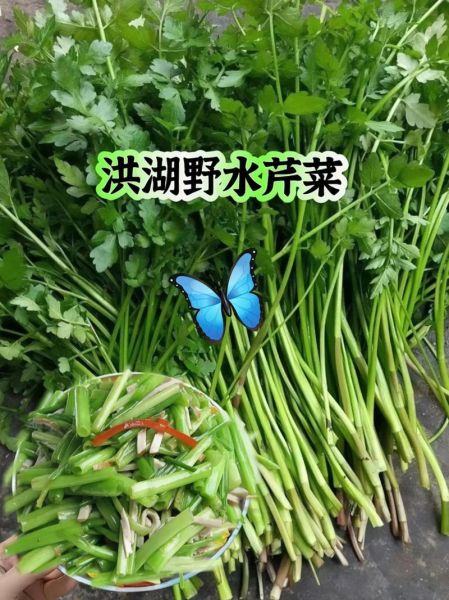 水芹菜什么时候种_水芹菜怎么种才高产-第3张图片-山城妙识 水芹菜什么时候种_水芹菜怎么种才高产-第3张图片-山城妙识