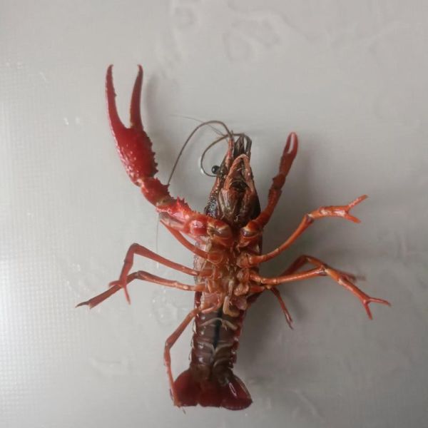 孕妇吃了小龙虾畸形_真的会导致胎儿畸形吗-第1张图片-山城妙识 孕妇吃了小龙虾畸形_真的会导致胎儿畸形吗-第1张图片-山城妙识